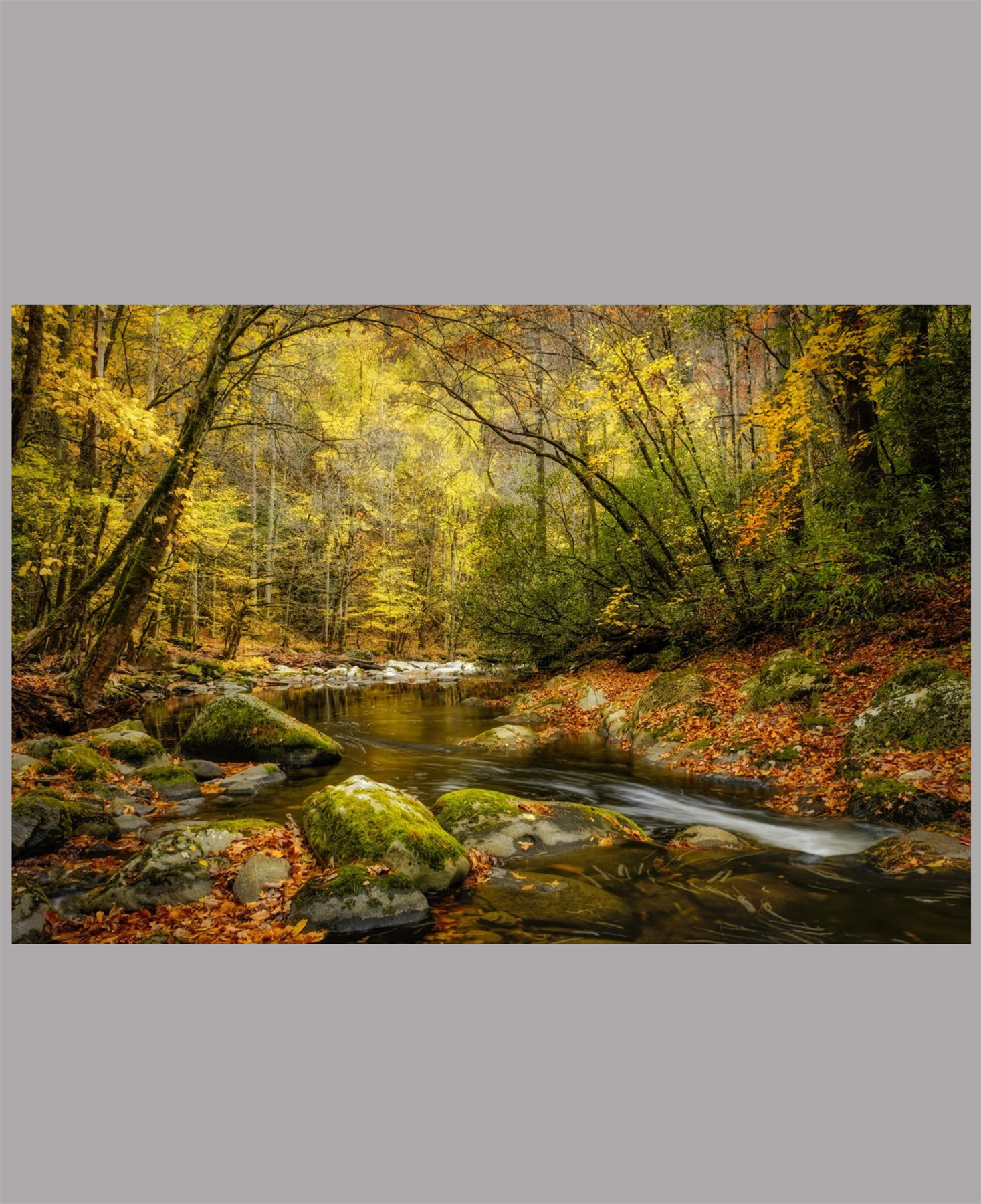 E-Book: Trees - Jack Graham Photography
